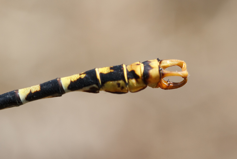 Onychogomphus forcipatus , Natura Mediterraneo | Forum Naturalistico Onychogomphus forcipatus , Natura Mediterraneo | Forum Naturalistico
